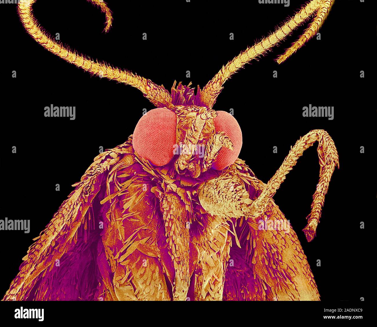 Moth head. Coloured scanning electron micrograph (SEM) of the head of ...