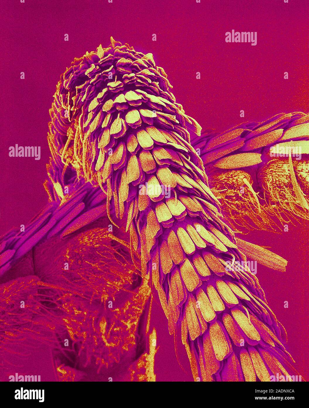 Moth antenna. Coloured scanning electron micrograph (SEM) of the ...