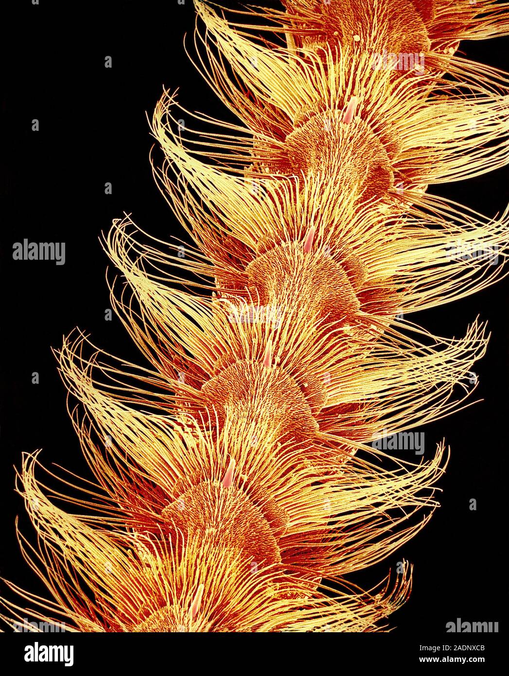 Moth antenna. Coloured scanning electron micrograph (SEM) of the ...