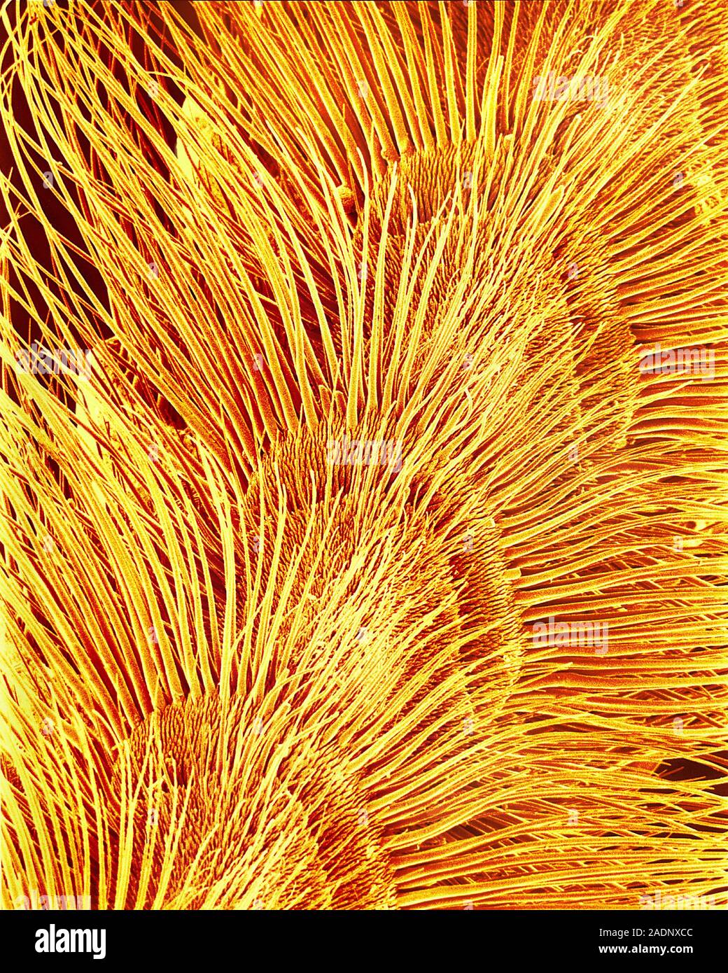 Moth antenna. Coloured scanning electron micrograph (SEM) of the ... Moth antenna. Coloured scanning electron micrograph (SEM) of the ...