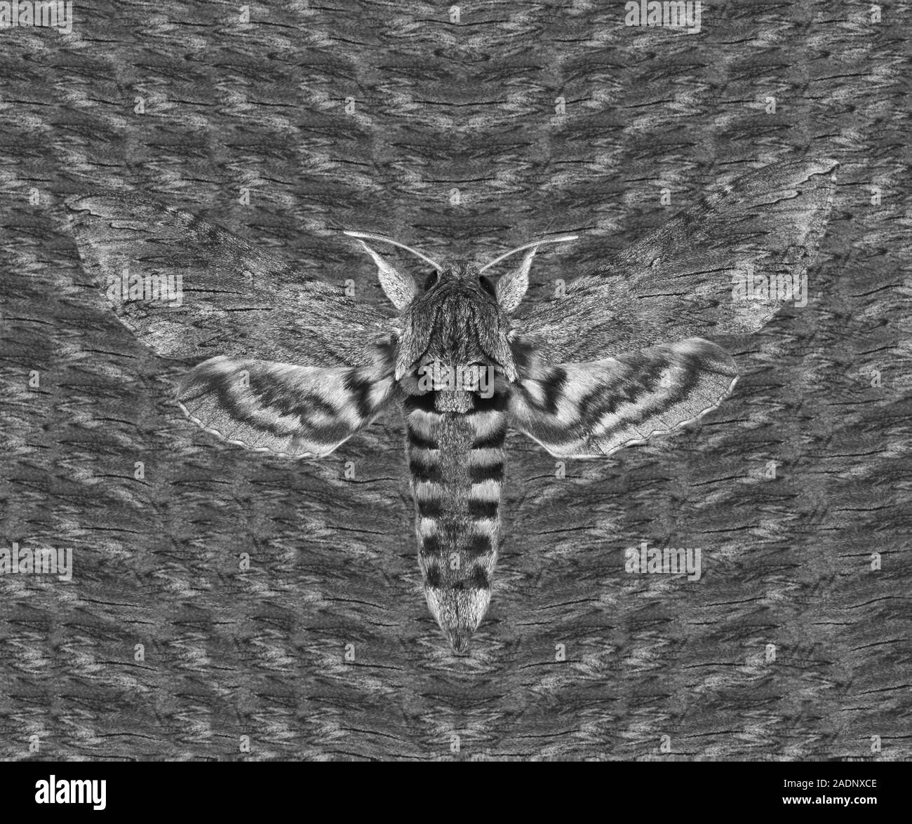 Moth (order Lepidoptera) against an abstract symmetrical background ...