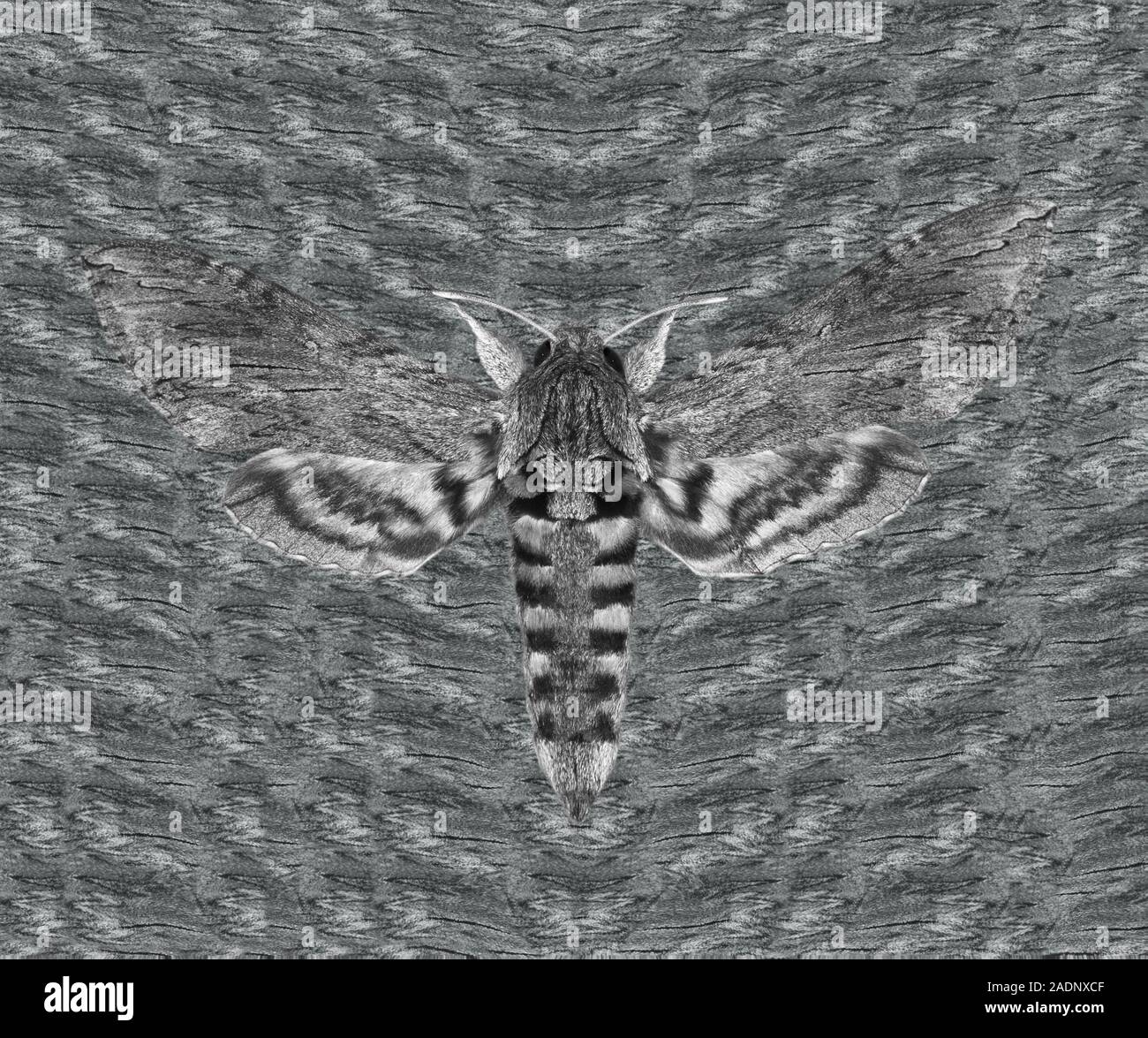 Moth (order Lepidoptera) against an abstract symmetrical background ...