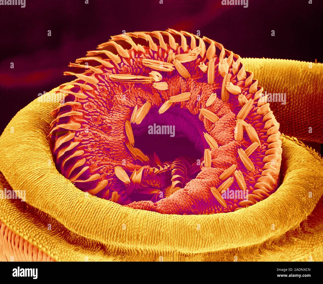 Moth proboscis. Coloured scanning electron micrograph (SEM) of the ...