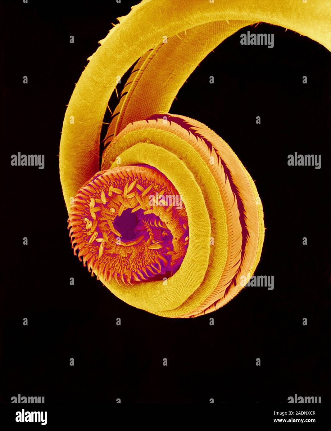 Moth proboscis. Coloured scanning electron micrograph (SEM) of the ...