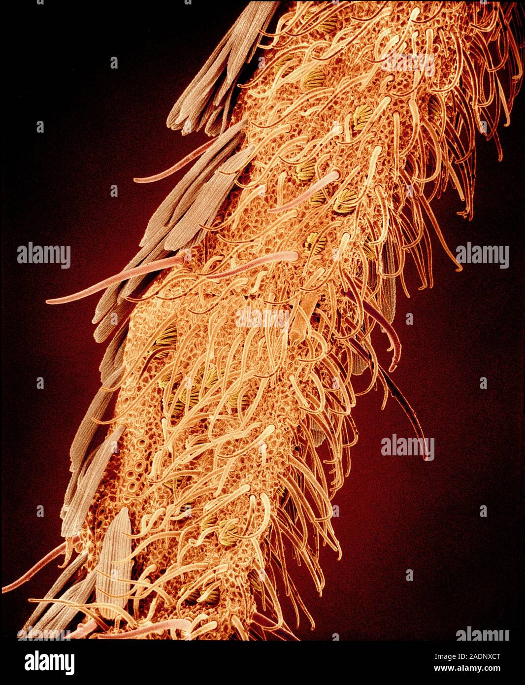 Moth antenna. Coloured scanning electron micrograph (SEM) of the ...