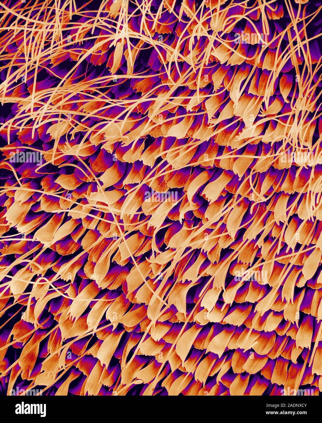 Butterfly wing. Image 2 of 6. Coloured scanning electron micrograph ...
