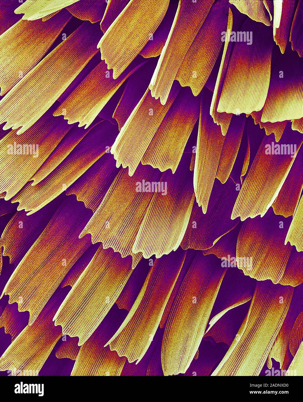 Butterfly wing. Image 3 of 6. Coloured scanning electron micrograph ...