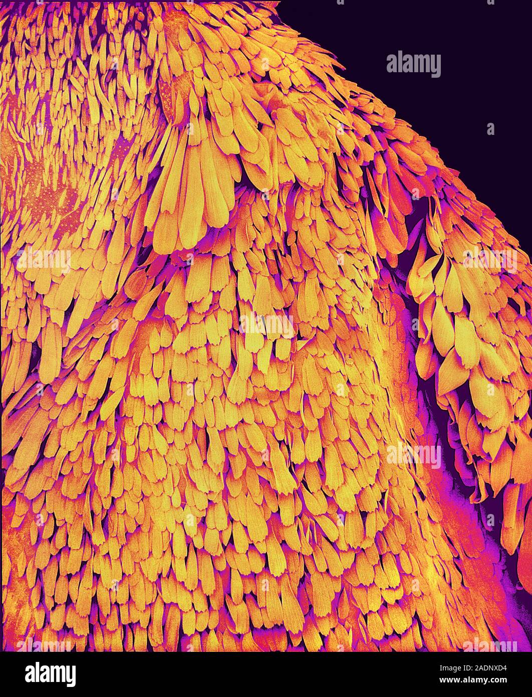 Moth wing. Coloured scanning electron micrograph (SEM) of scales on the ...