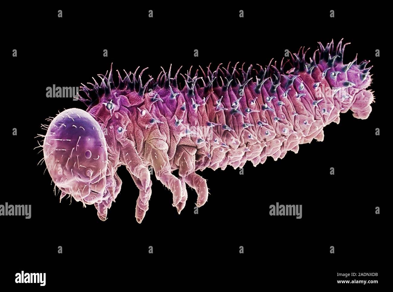 Caterpillar. Coloured scanning electron micrograph of an unidentified ... Caterpillar. Coloured scanning electron micrograph of an unidentified ...
