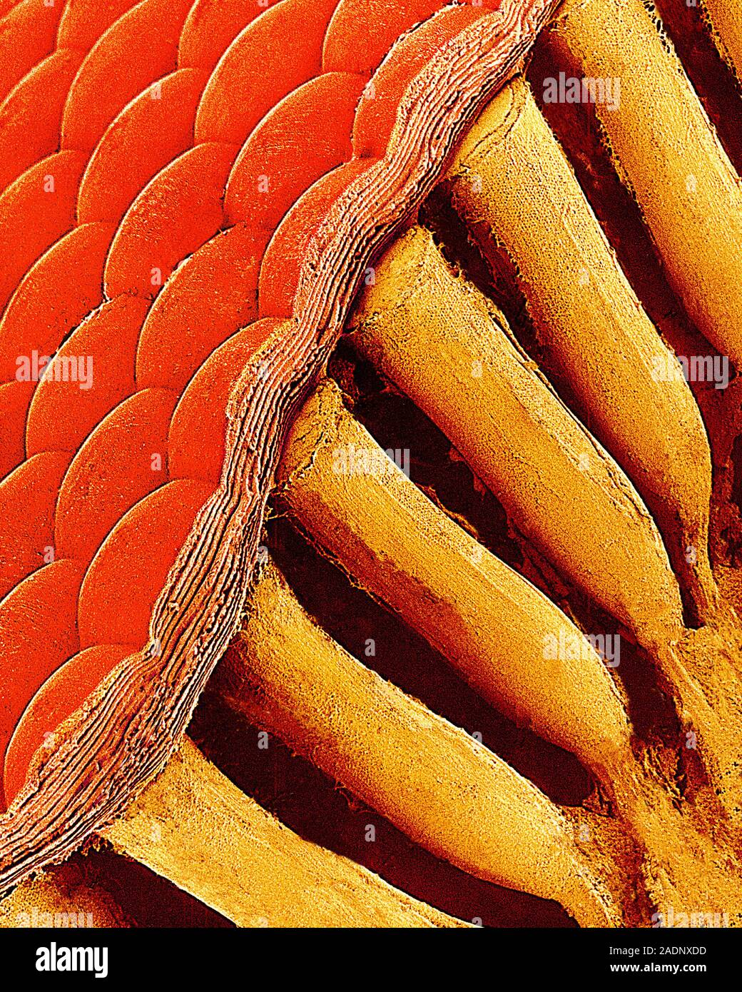 Moth's eye. Coloured scanning electron micrograph (SEM) of a section ...