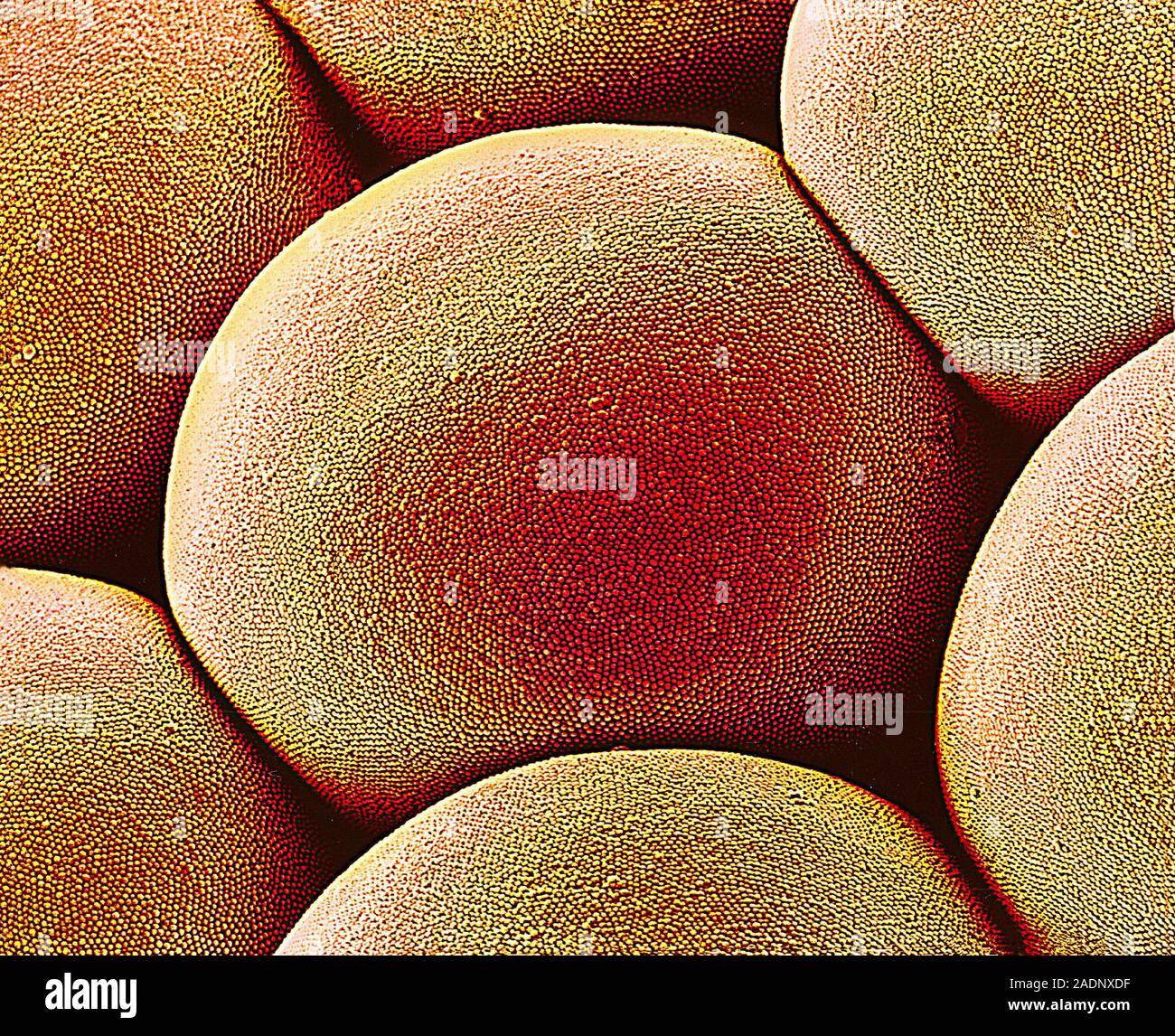 Moth eye. Coloured scanning electron micrograph (SEM) of a lens in a ...