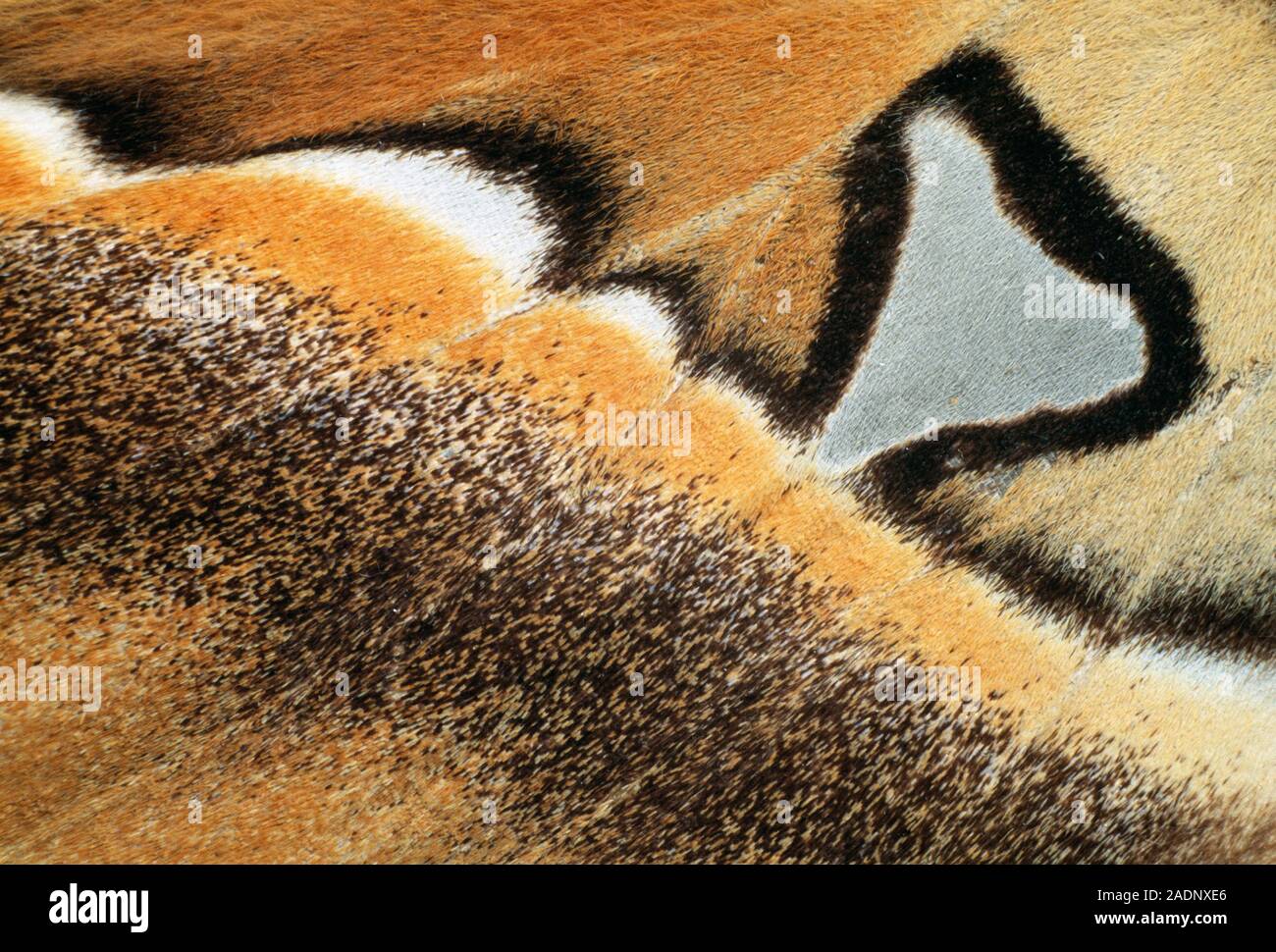 Atlas moth wing. Macrophotograph of part of the wing of an atlas moth ...