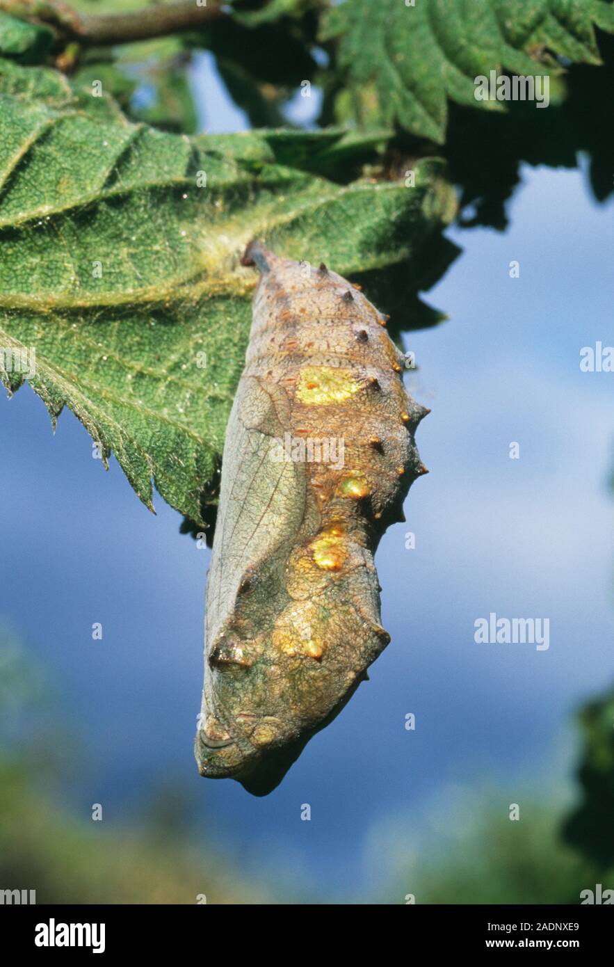 Peacock butterfly chrysalis. The hanging chrysalis or pupa contains a ...
