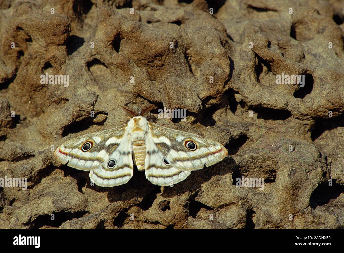 Emperor moth (Family Saturniidae) resting on a termite mound ...