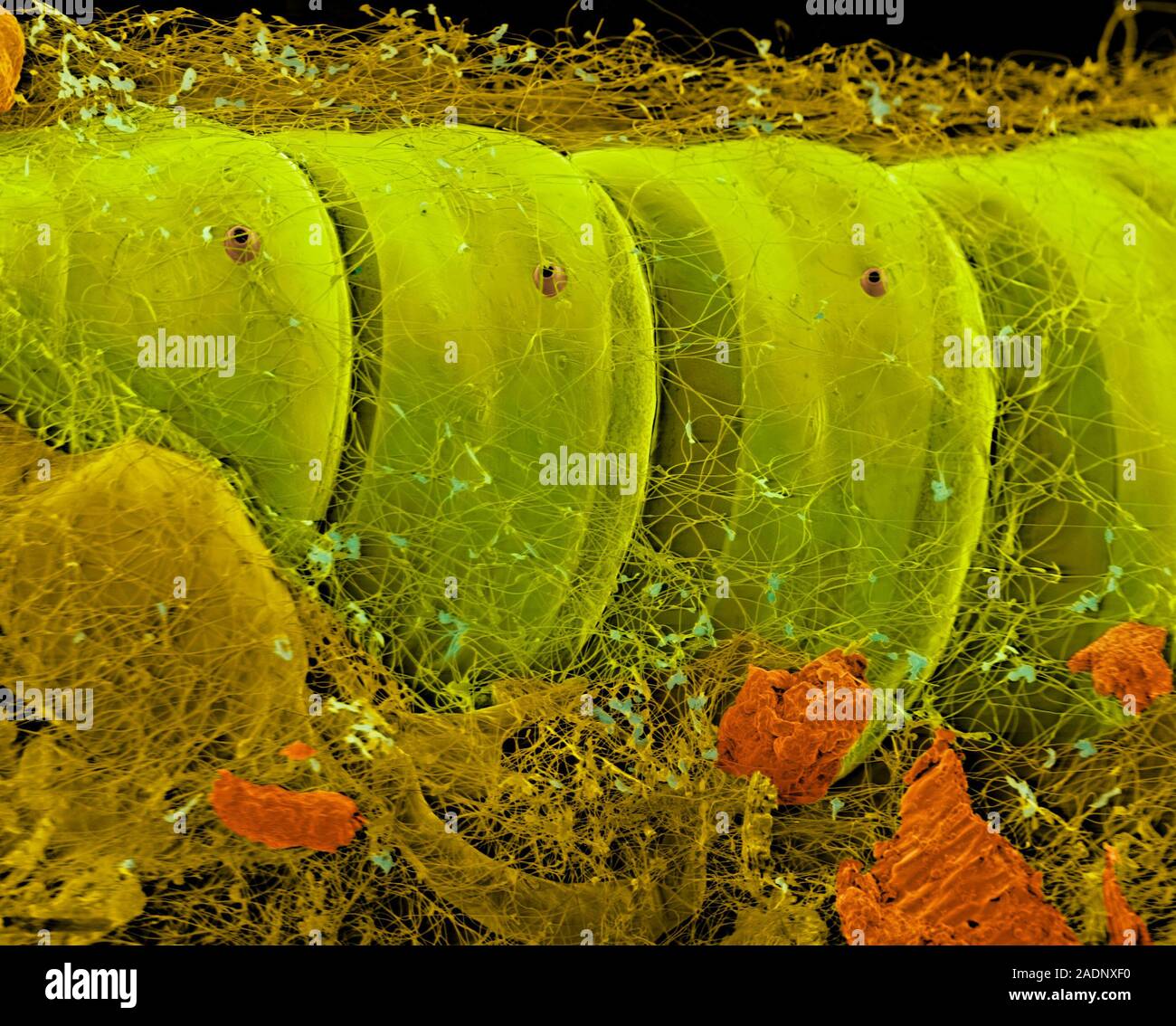 Warehouse moth larva. Coloured scanning electron micrograph (SEM) of ... Warehouse moth larva. Coloured scanning electron micrograph (SEM) of ...
