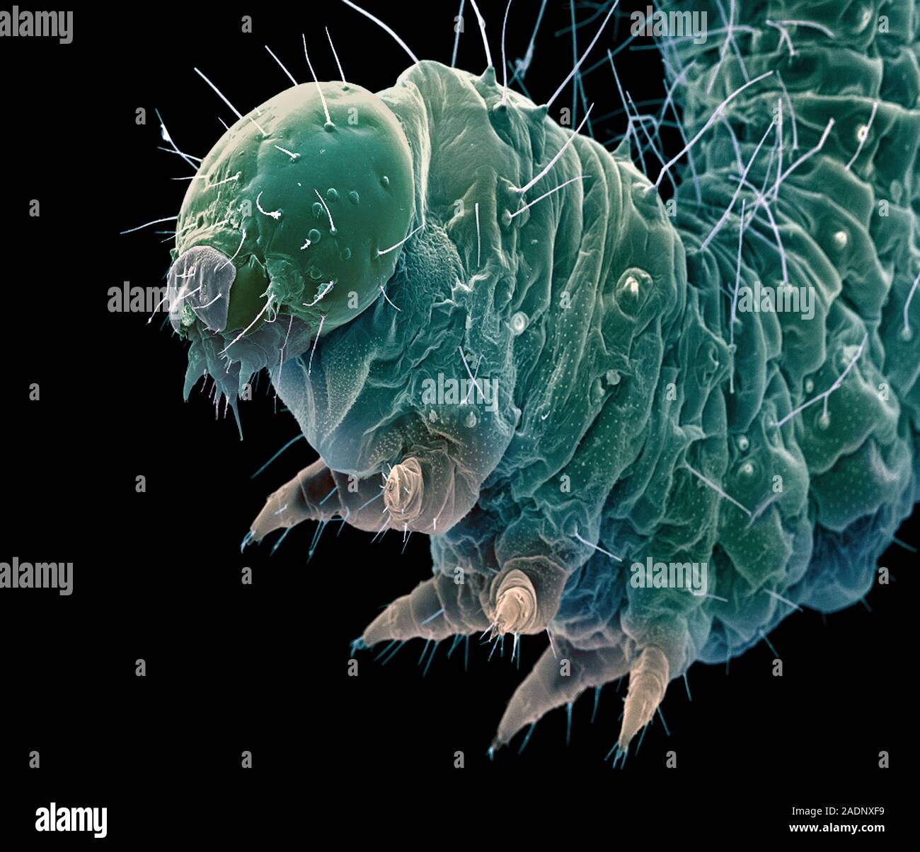 Caterpillar head and front part of body, coloured scanning electron ... Caterpillar head and front part of body, coloured scanning electron ...