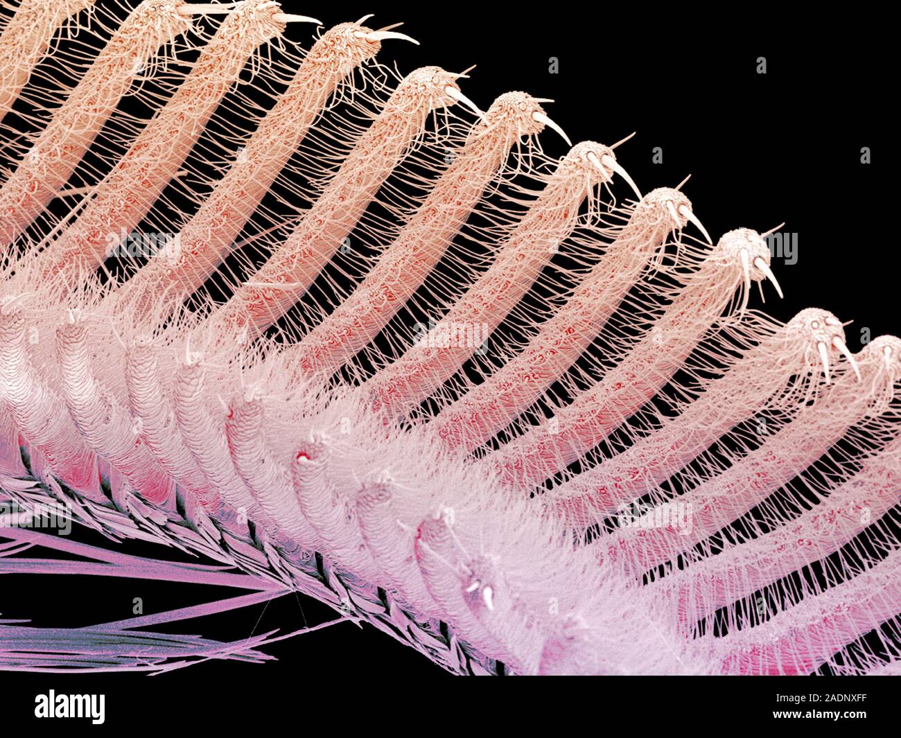 Moth antenna hairs. Coloured scanning electron micrograph (SEM) of part ...