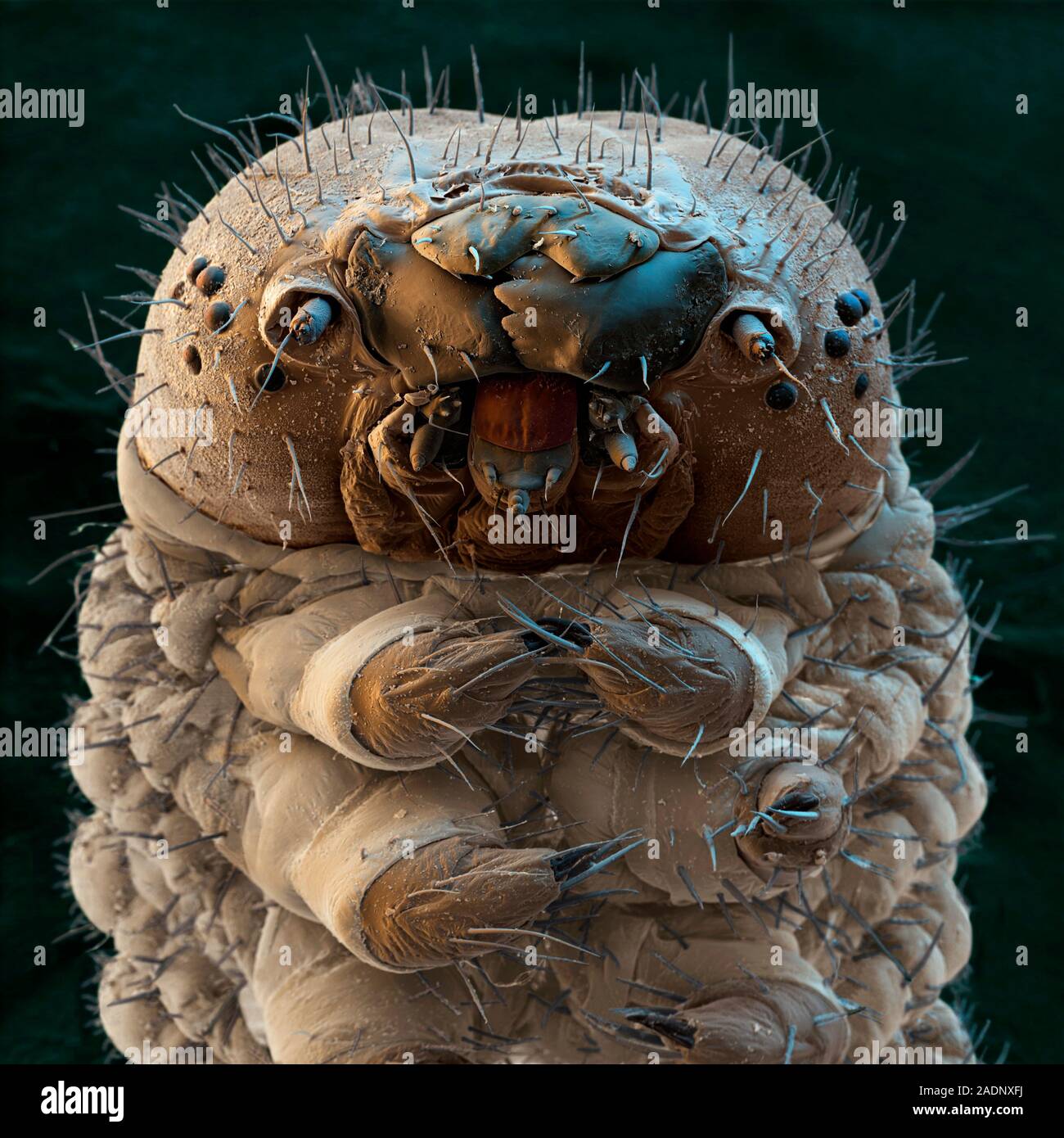 Silkworm. Coloured scanning electron micrograph (SEM) of the head of a ... Silkworm. Coloured scanning electron micrograph (SEM) of the head of a ...