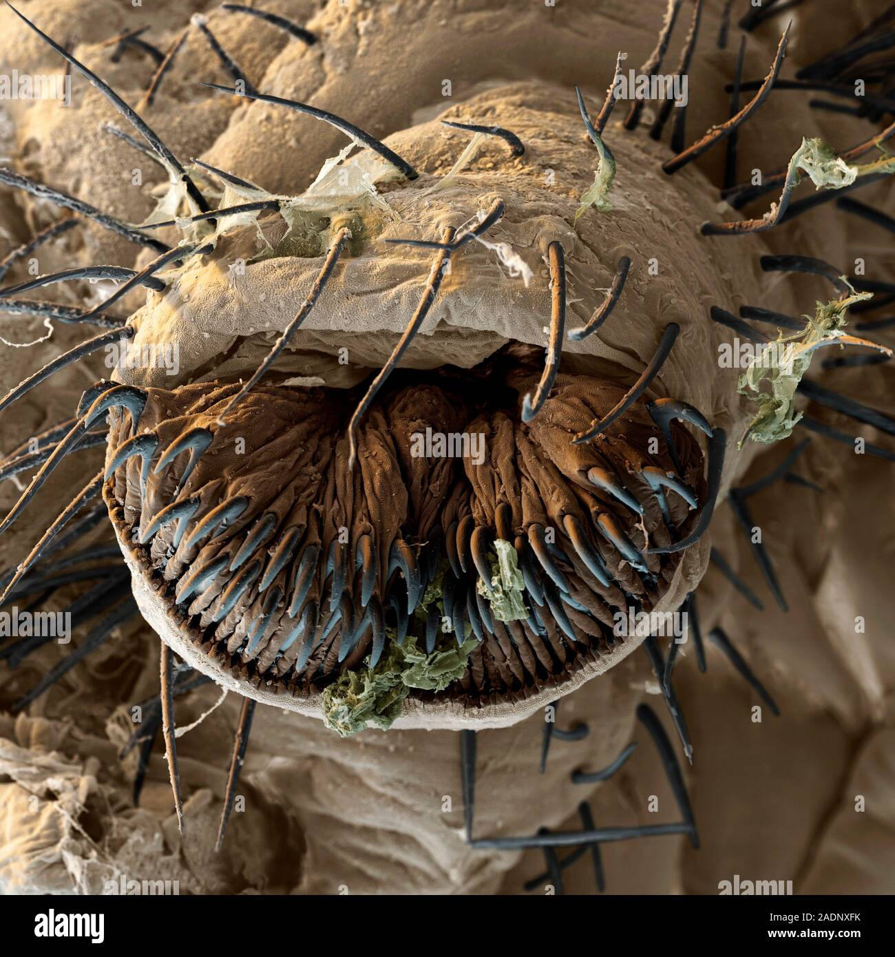 Silkworm proleg. Coloured scanning electron micrograph (SEM) of a ... Silkworm proleg. Coloured scanning electron micrograph (SEM) of a ...