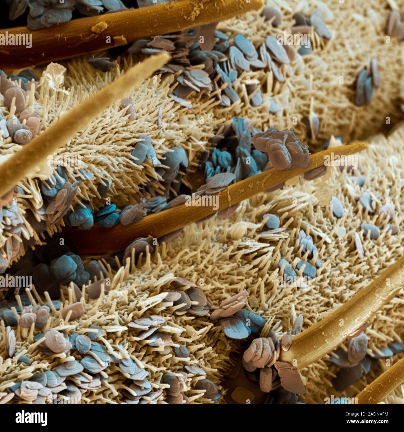 Silkworm cuticle. Coloured scanning electron micrograph (SEM) of the ... Silkworm cuticle. Coloured scanning electron micrograph (SEM) of the ...