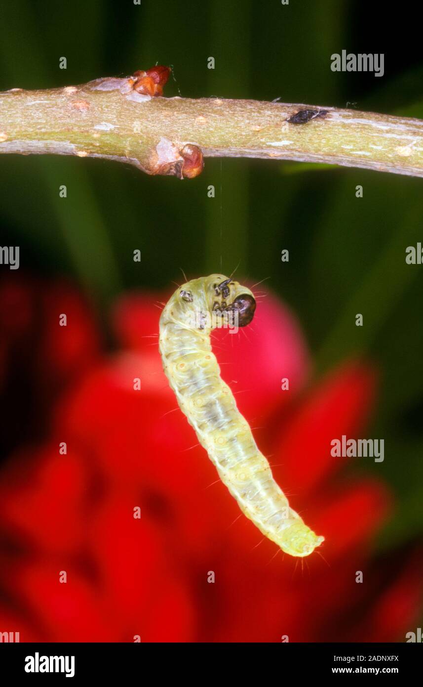 Tent caterpillar (Yponomeuta abbreviana) suspended from a branch by a ...