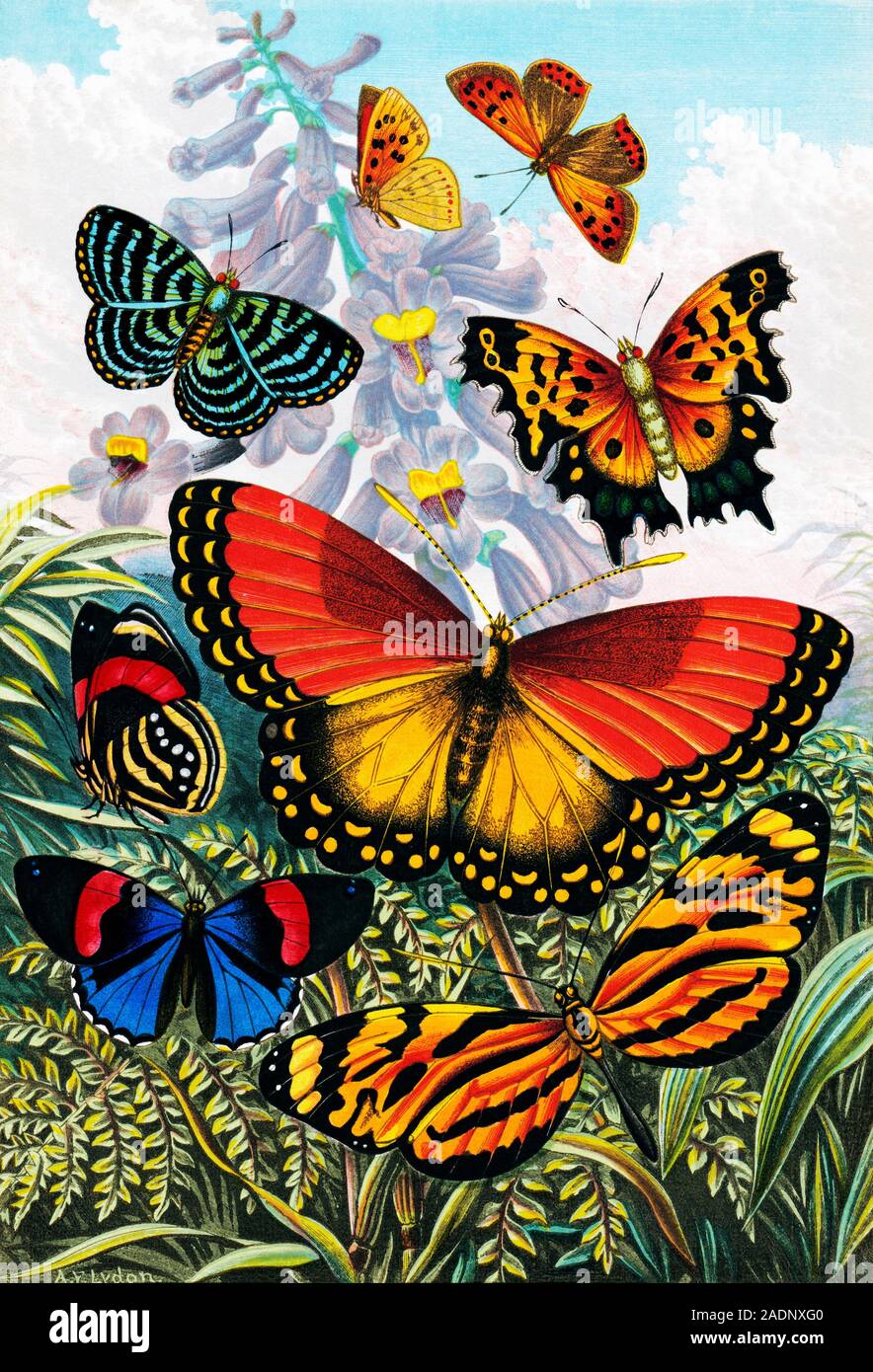 Butterflies, historical artwork. Published in Gems of Nature and Art by ...