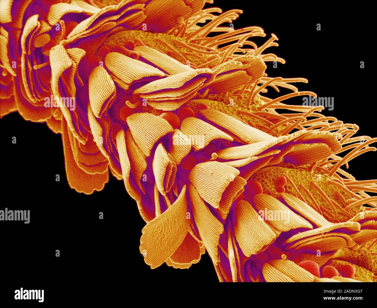 Moth antenna. Coloured scanning electron micrograph (SEM) of the ...