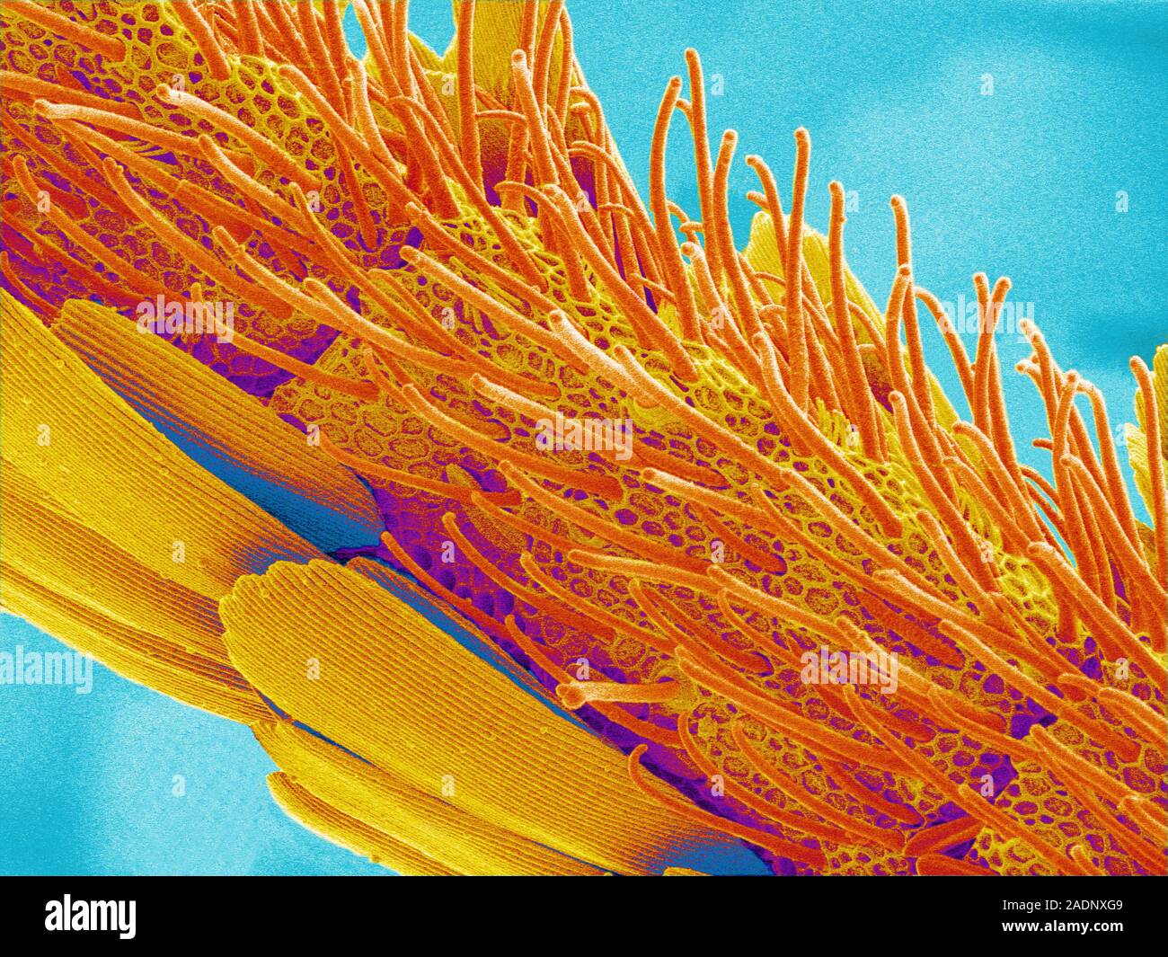 Moth antenna. Coloured scanning electron micrograph (SEM) of the ...