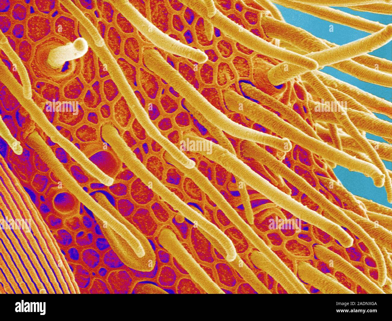Moth antenna. Coloured scanning electron micrograph (SEM) of the ...