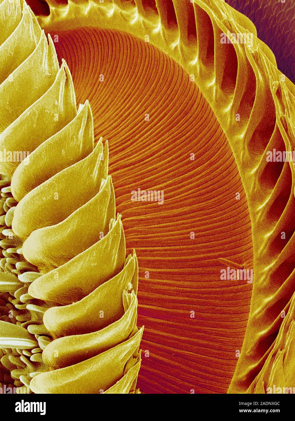 Moth proboscis. Coloured scanning electron micrograph (SEM) of the ...