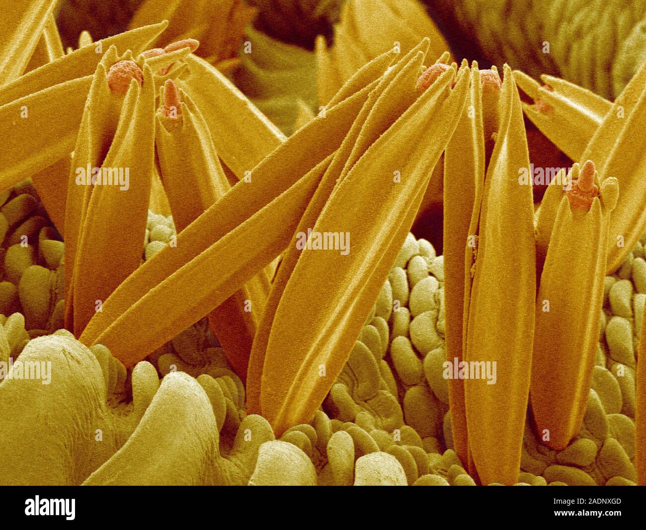 Moth proboscis. Coloured scanning electron micrograph (SEM) of the ...