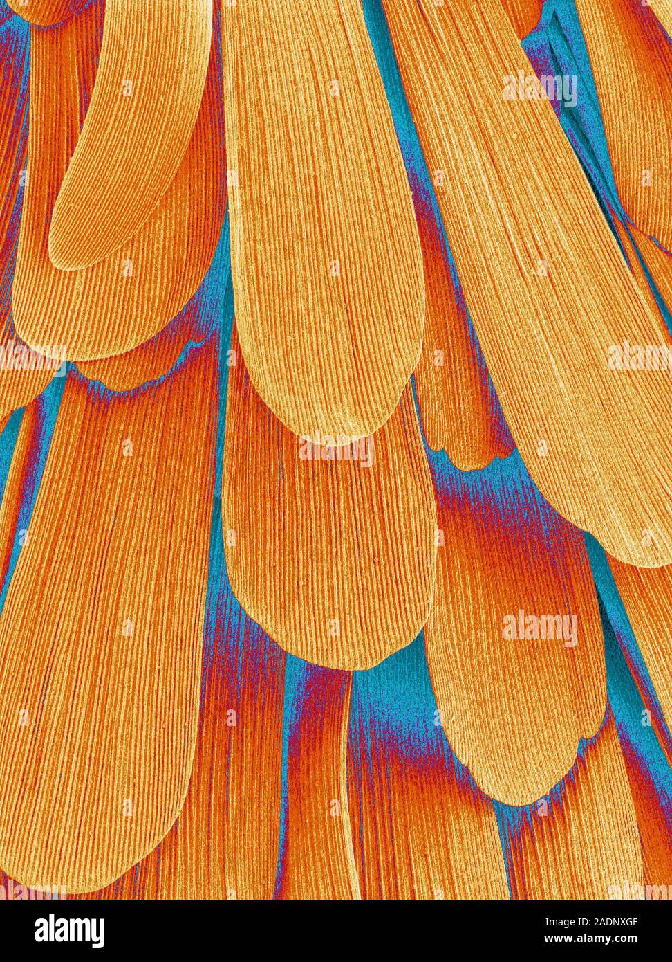 Moth wing. Coloured scanning electron micrograph (SEM) of the wing of a ...