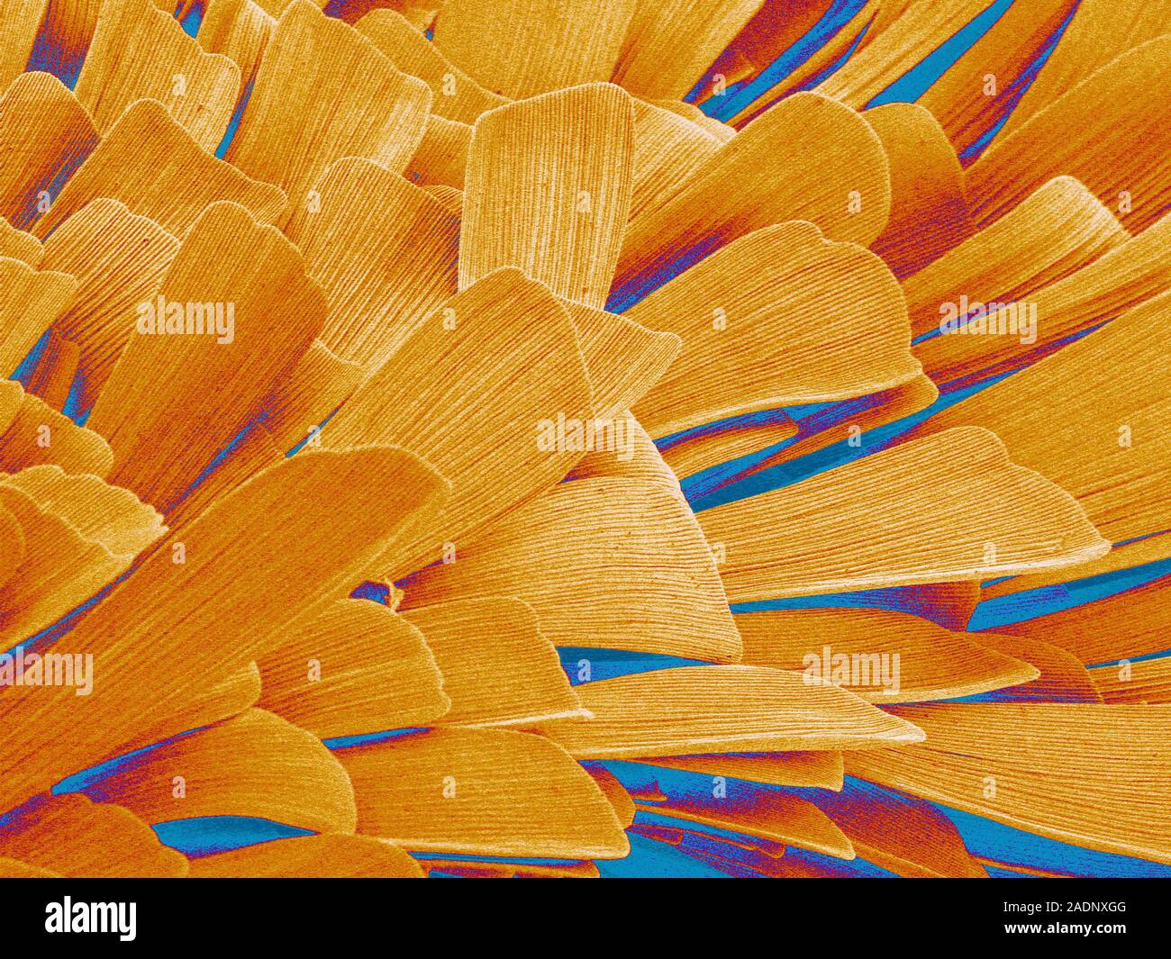Moth wing. Coloured scanning electron micrograph (SEM) of the wing of a ...