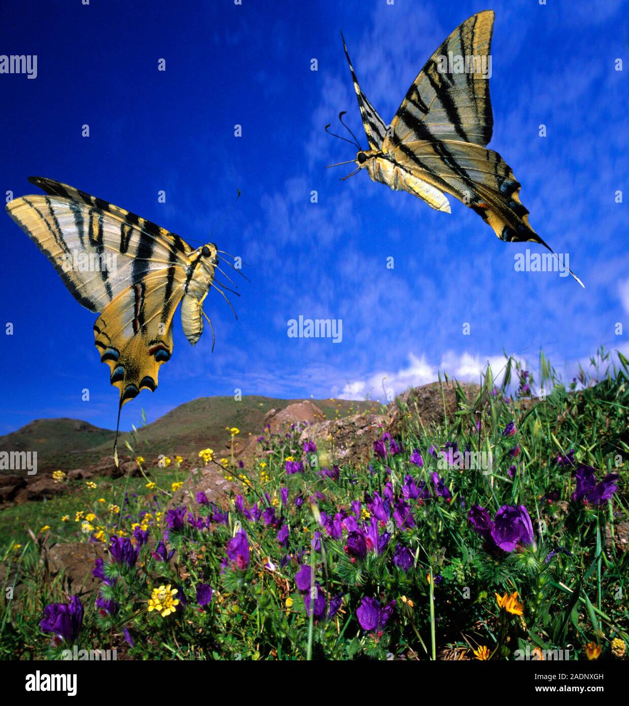Swallowtail butterflies. High-speed photograph of two swallowtail ...