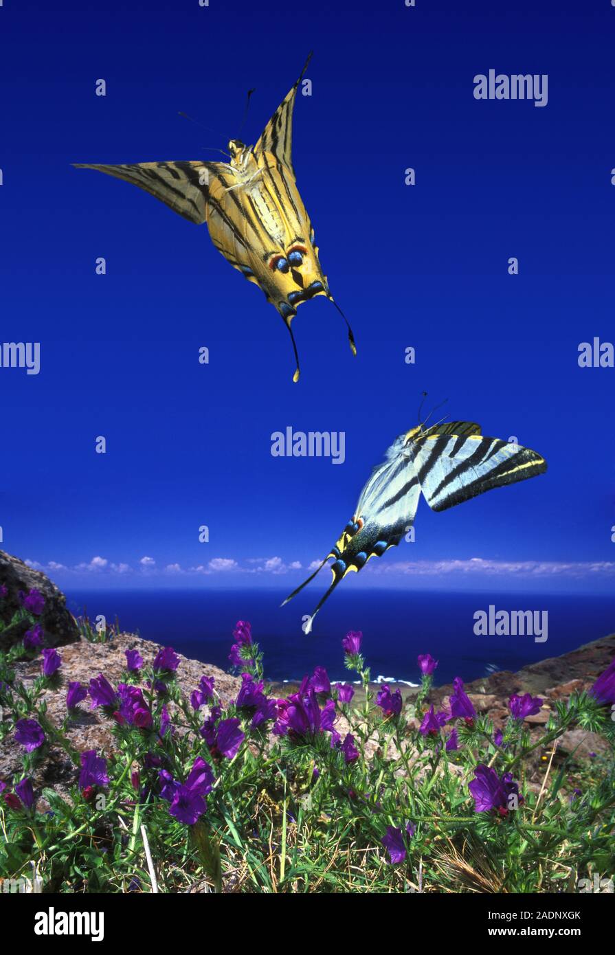 Swallowtail butterflies. High-speed photograph of two swallowtail ...