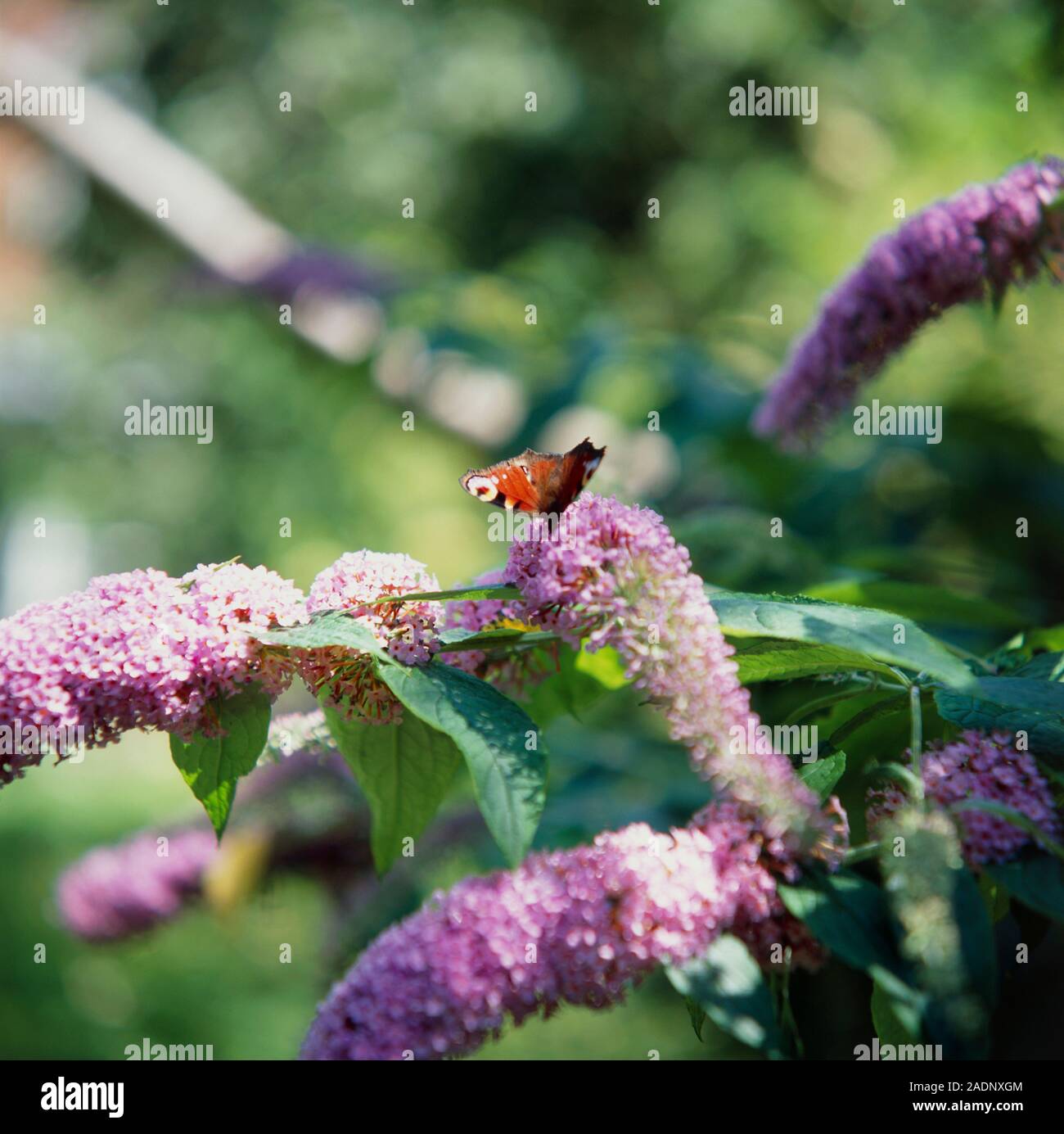 Butterfly (order Lepidoptera) feeding on a flower head from a butterfly ...