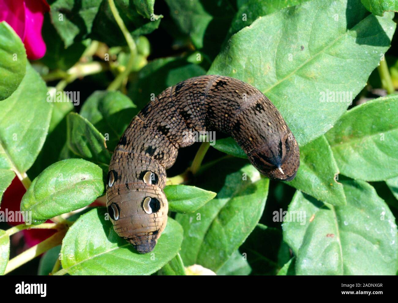 Deilephila elpenor. Elephant hawk moth caterpillar on a camellia Stock ...