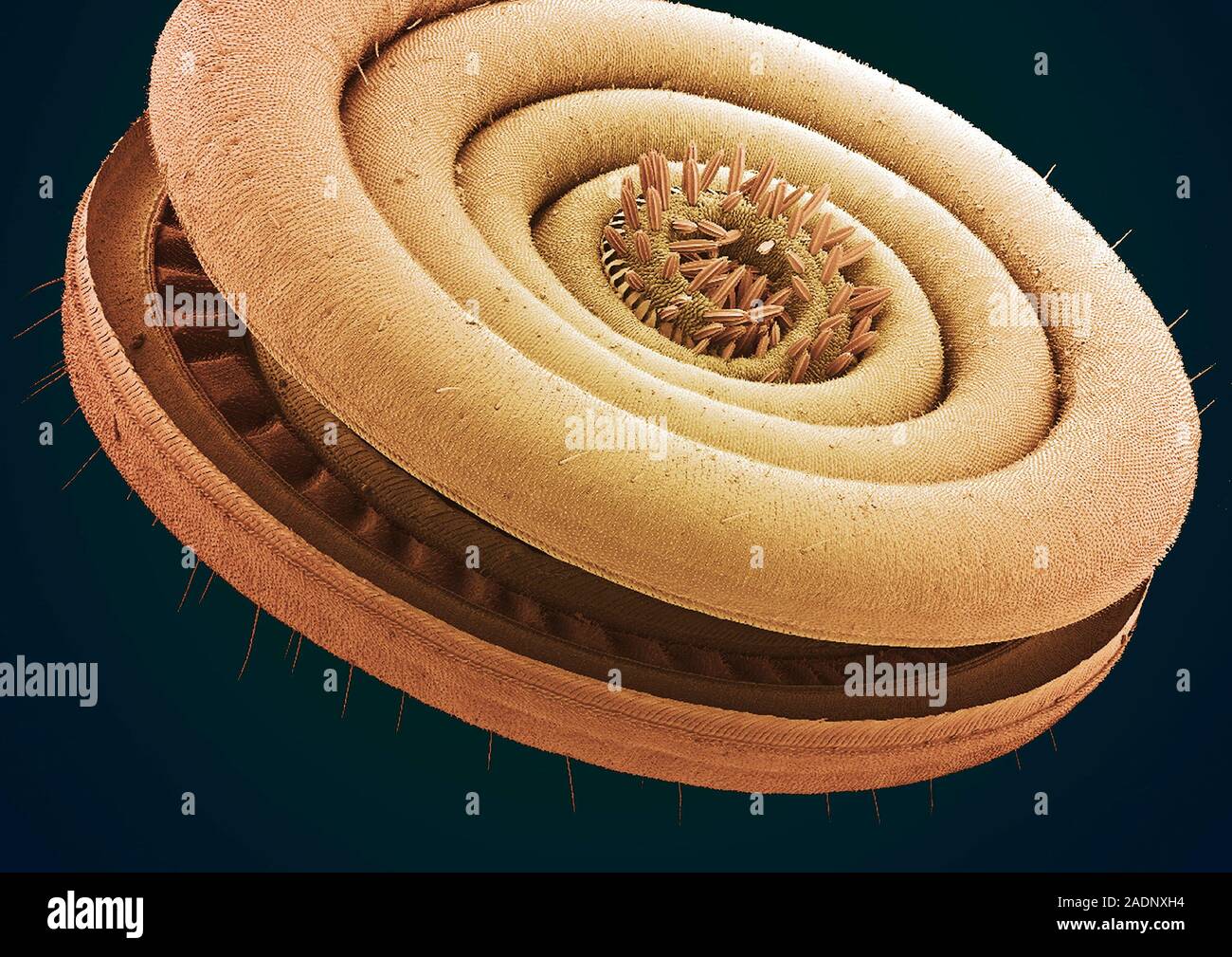 Moth proboscis. Coloured scanning electron micrograph (SEM) of the ...