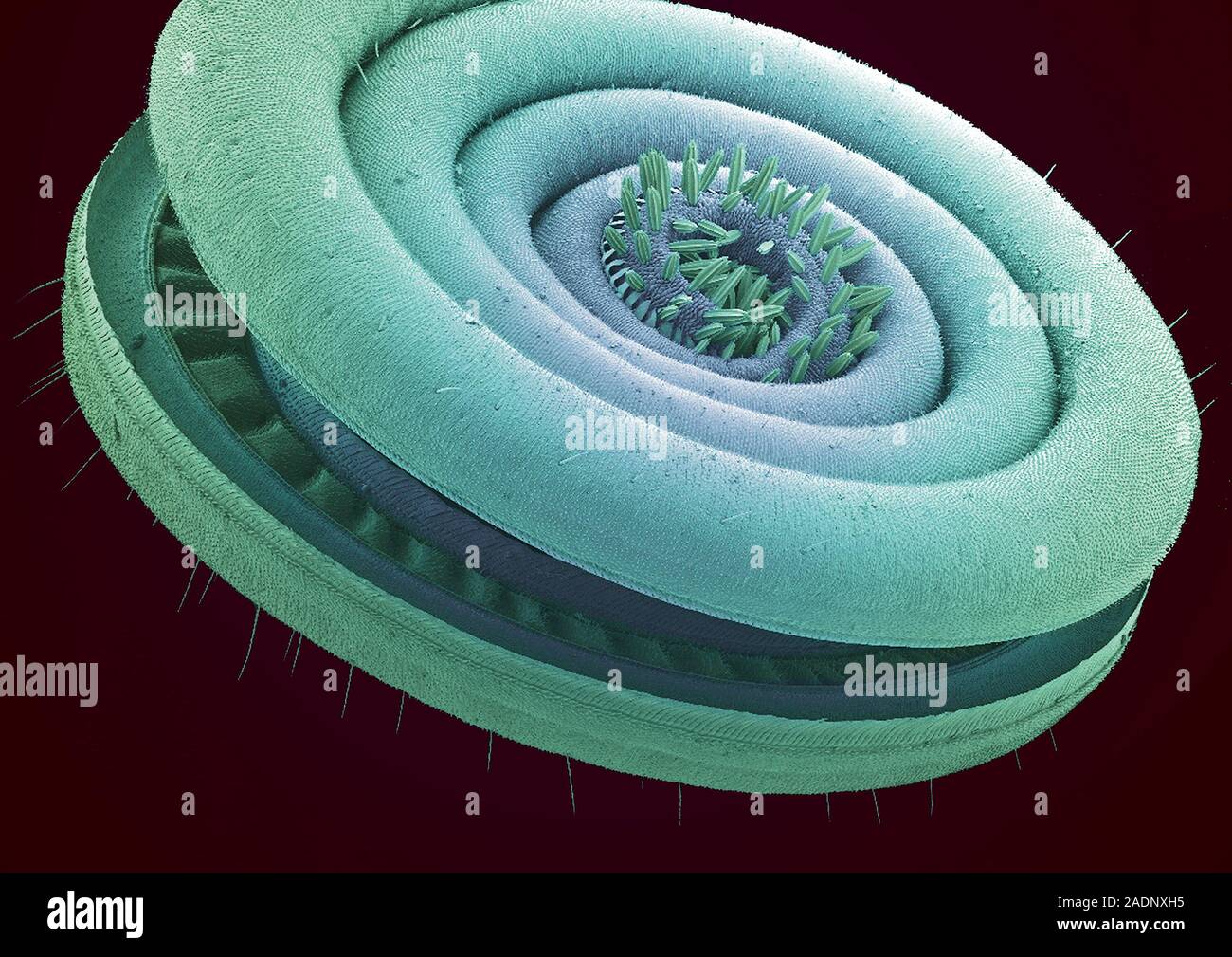 Moth proboscis. Coloured scanning electron micrograph (SEM) of the ...