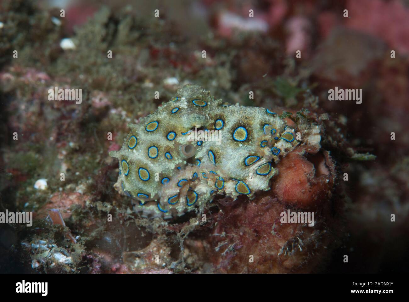 Blue-ringed octopus Hapalochlaena lunulata Stock Photo - Alamy