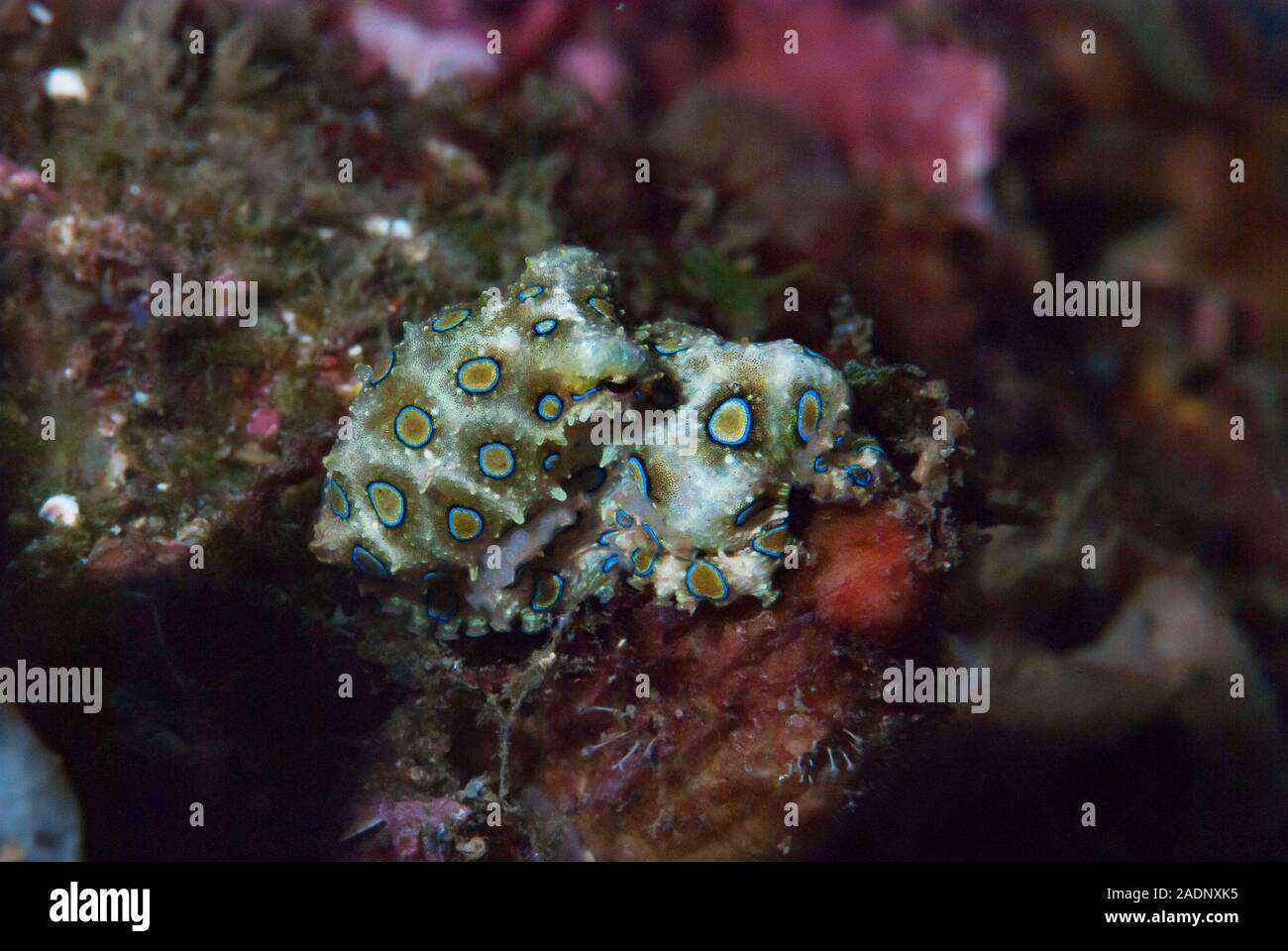 Blue-ringed octopus Hapalochlaena lunulata Stock Photo - Alamy