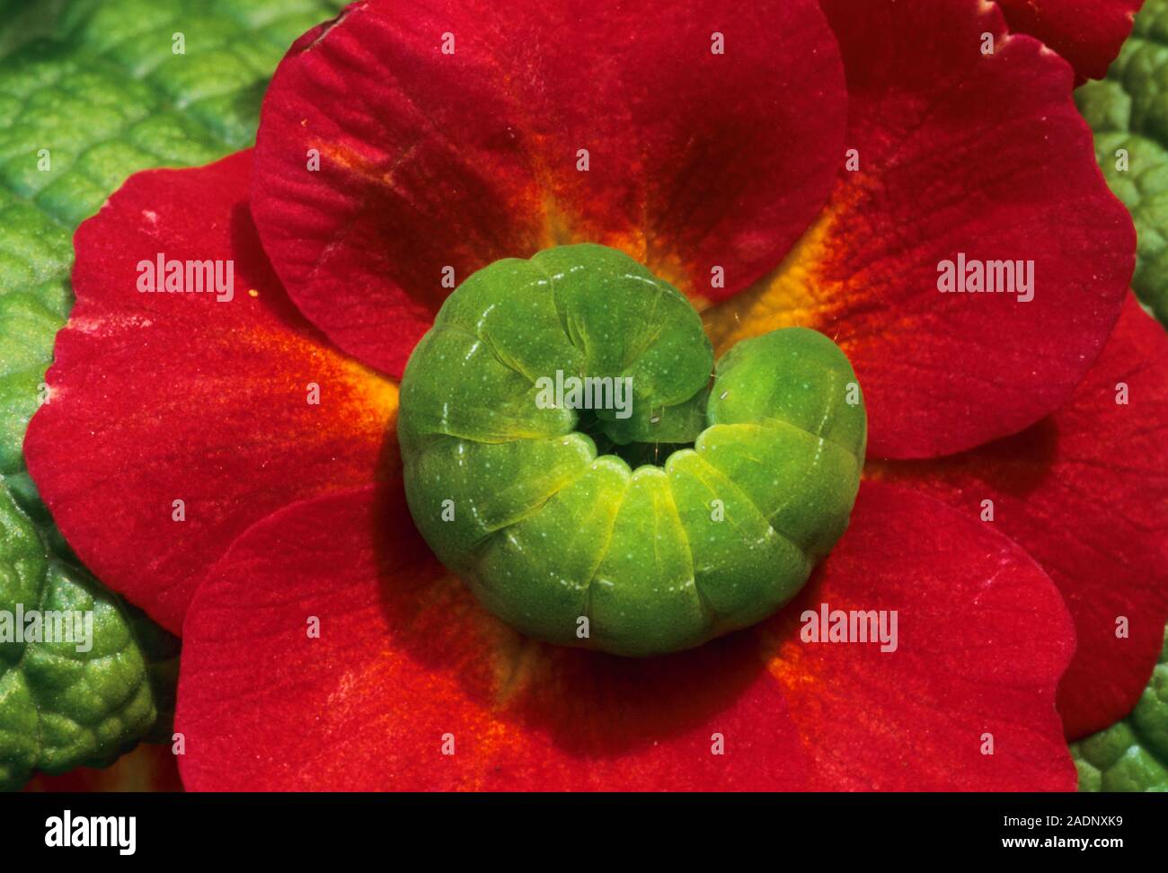 Golden Y moth caterpillar (Autographa sp.) in a flower Stock Photo - Alamy