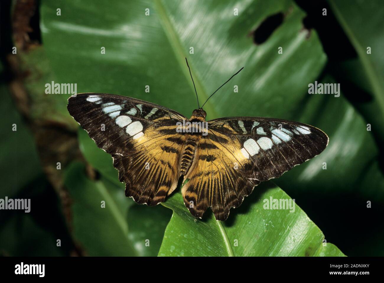 The clipper butterfly (Parthenos sylvia) resting on a leaf. This ...