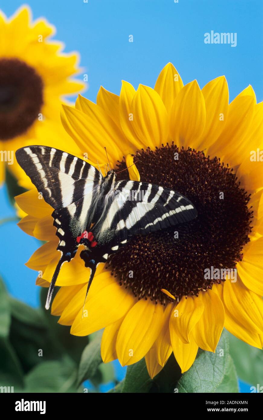 American swallowtail butterfly (Papilio ajax) resting on a sunflower (Helianthus annuus Stock ...