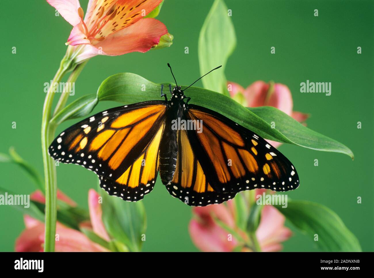 Monarch butterfly (Danaus plexippus). This is a large butterfly native ...