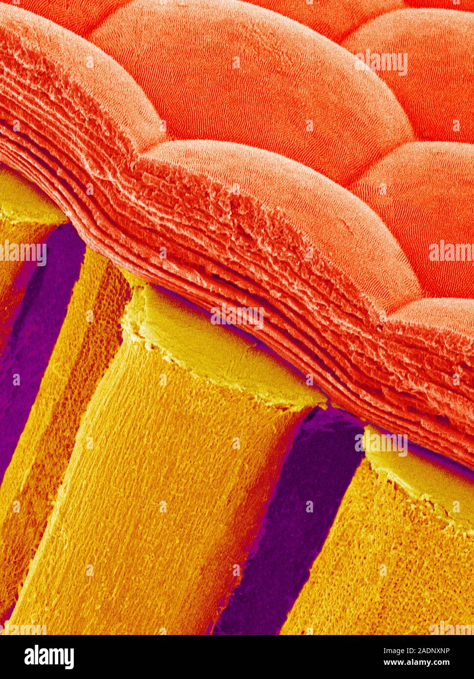 Moth's eye. Coloured scanning electron micrograph (SEM) of a section of ...