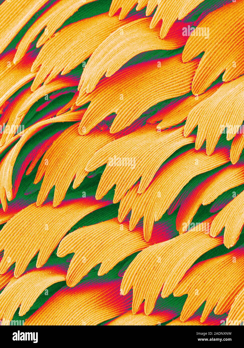 Butterfly scales. Coloured scanning electron micrograph (SEM) of scales ...