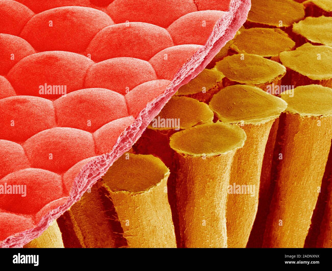 Moth's eye. Coloured scanning electron micrograph (SEM) of a section of ...