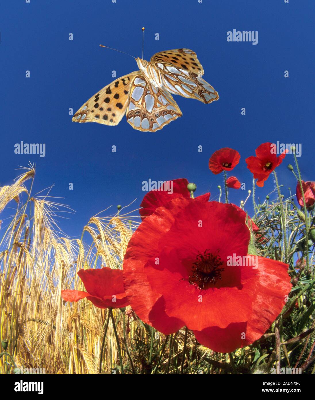 Queen of Spain fritillary butterfly. High-speed photograph of a queen ...