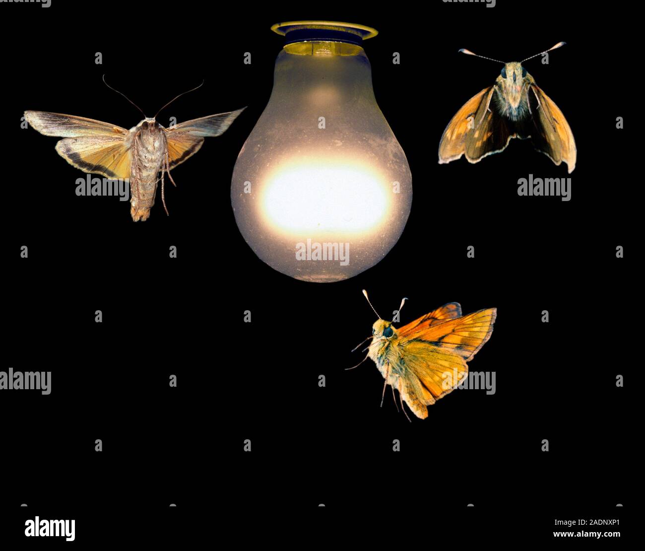 Moths around a light bulb. High-speed photograph of three moths (order ...